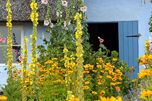 Earthcare Seeds Great Mullein Verbascum thapsus 150 Seeds Heirloom- Non GMO - Open Pollinated