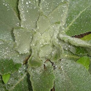 Earthcare Seeds Great Mullein Verbascum thapsus 150 Seeds Heirloom- Non GMO - Open Pollinated