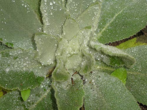 Earthcare Seeds Great Mullein Verbascum thapsus 150 Seeds Heirloom- Non GMO - Open Pollinated