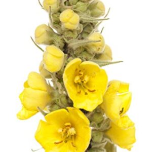 Earthcare Seeds Great Mullein Verbascum thapsus 150 Seeds Heirloom- Non GMO - Open Pollinated