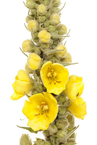 Earthcare Seeds Great Mullein Verbascum thapsus 150 Seeds Heirloom- Non GMO - Open Pollinated