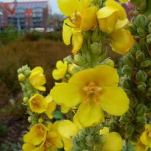 Earthcare Seeds Great Mullein Verbascum thapsus 150 Seeds Heirloom- Non GMO - Open Pollinated