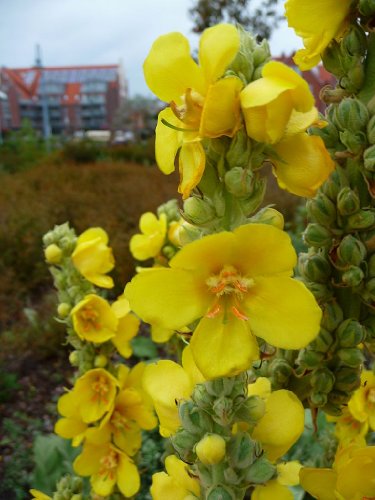 Earthcare Seeds Great Mullein Verbascum thapsus 150 Seeds Heirloom- Non GMO - Open Pollinated