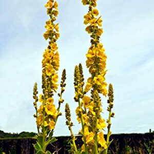 Earthcare Seeds Great Mullein Verbascum thapsus 150 Seeds Heirloom- Non GMO - Open Pollinated