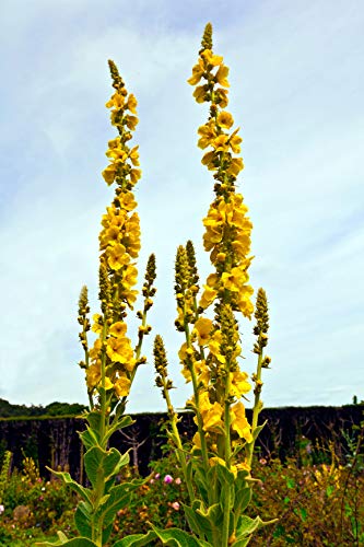 Earthcare Seeds Great Mullein Verbascum thapsus 150 Seeds Heirloom- Non GMO - Open Pollinated