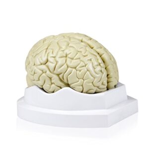 walter products b10401-3 human brain model, life size, 3 parts, 6 x 5 x 7.5 inches