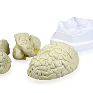 Walter Products B10401-3 Human Brain Model, Life Size, 3 Parts, 6 x 5 x 7.5 Inches