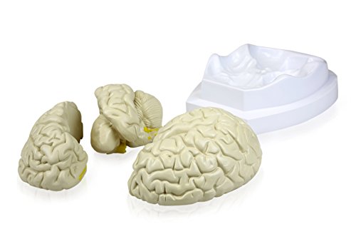 Walter Products B10401-3 Human Brain Model, Life Size, 3 Parts, 6 x 5 x 7.5 Inches