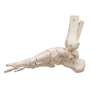 3B Scientific A31 Foot Skeleton w/portions of Tibia-Fibula - 3B Smart Anatomy