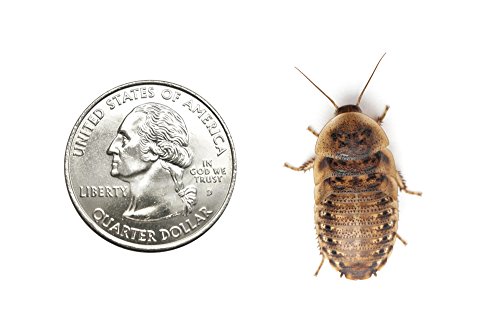 100 Live Mixed Size (Sm & Md) Dubia Roaches | Live Arrival is Guaranteed | Shipped in Cloth Bags