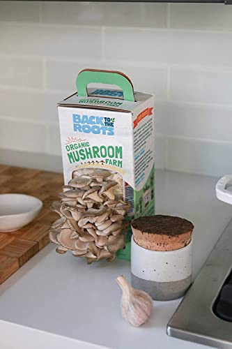 Back to the Roots Organic Oyster Mushroom Grow Kit, Harvest Gourmet Mushrooms In 10 Days