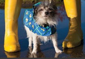 RC Pet Products Packable Dog Rain Poncho, Rubber Ducky, Small