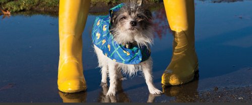 RC Pet Products Packable Dog Rain Poncho, Rubber Ducky, Small