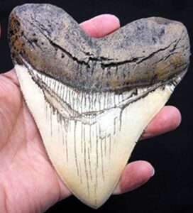 5.5 inch megalodon (carcharodon megalodon) tooth, ivory color with serrations(replica)