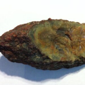 Genuine Fossil Coprolite - Fossilized Dino "Poop" -5"-7"