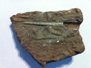 orthoceras sea squid fossil in matrix