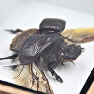 Real Exotic Elephant Dung Beetle (Heliocopris dominus (Bates, 1868) Open Wings Female – preserved taxidermy insect bug collection framed in a wooden box as pictured