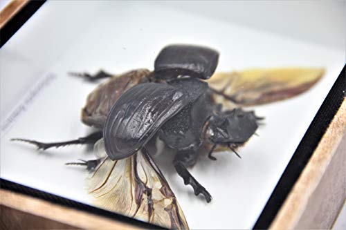 Real Exotic Elephant Dung Beetle (Heliocopris dominus (Bates, 1868) Open Wings Female – preserved taxidermy insect bug collection framed in a wooden box as pictured