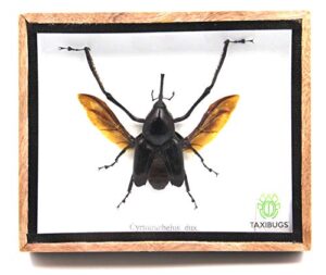 real exotic giant long leg weevil snout beetle (cyrtotracheulus dux) male- taxidermy insect bug collection framed in a wooden box as pictured (spread wings)