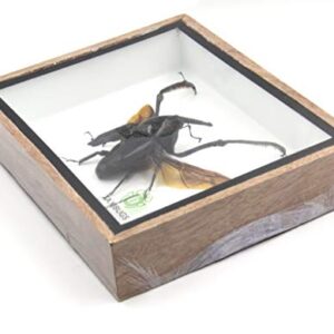 Real Exotic Giant Long Leg Weevil Snout Beetle (Cyrtotracheulus Dux) Male- Taxidermy Insect Bug Collection Framed in a Wooden Box as Pictured (Spread Wings)