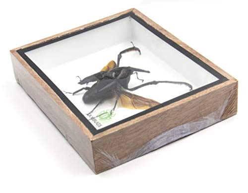 Real Exotic Giant Long Leg Weevil Snout Beetle (Cyrtotracheulus Dux) Male- Taxidermy Insect Bug Collection Framed in a Wooden Box as Pictured (Spread Wings)