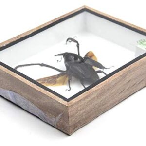 Real Exotic Giant Long Leg Weevil Snout Beetle (Cyrtotracheulus Dux) Male- Taxidermy Insect Bug Collection Framed in a Wooden Box as Pictured (Spread Wings)