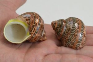 2 pcs polished petholatus jade turbo sea shell hermit crab 2" - 2 1/2"