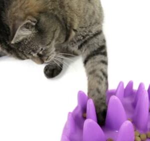 The Company of Animals CATCH Interactive Feeder, Purple