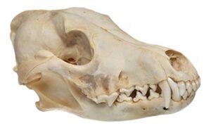 real bone coyote skull