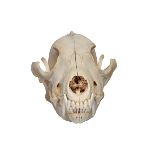 Real Bone Coyote Skull