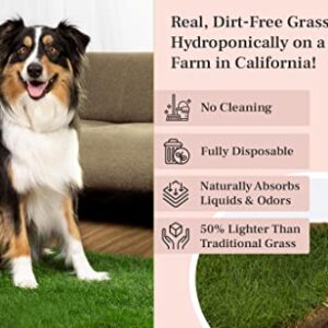 DoggieLawn Dog Potty - Real Grass - XLarge 24x48 inches