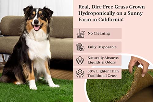 DoggieLawn Dog Potty - Real Grass - XLarge 24x48 inches