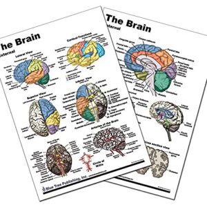 Brain Anatomical Chart