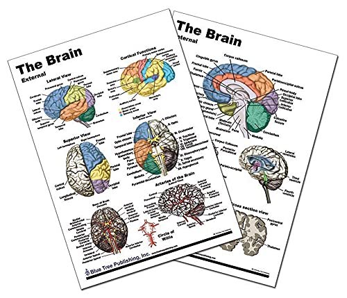 Brain Anatomical Chart