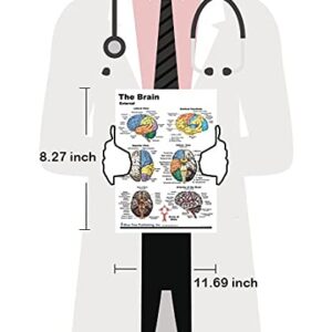 Brain Anatomical Chart