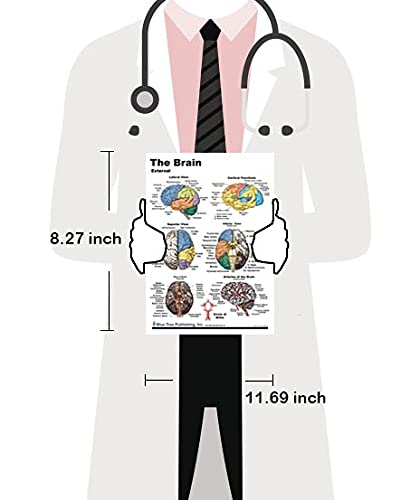 Brain Anatomical Chart