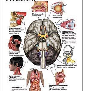 Brain Anatomical Chart