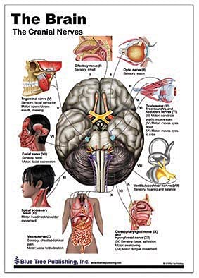 Brain Anatomical Chart