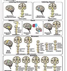 Brain Anatomical Chart