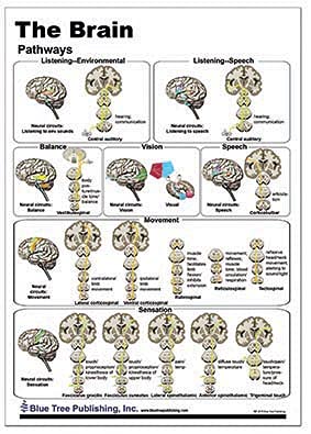 Brain Anatomical Chart