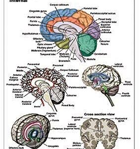 Brain Anatomical Chart