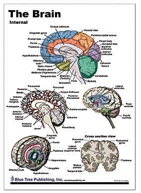 Brain Anatomical Chart