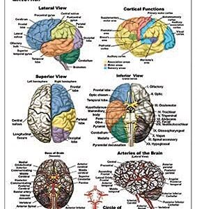 Brain Anatomical Chart