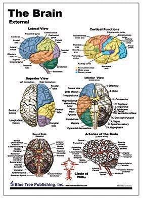 Brain Anatomical Chart