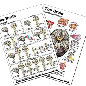 Brain Anatomical Chart