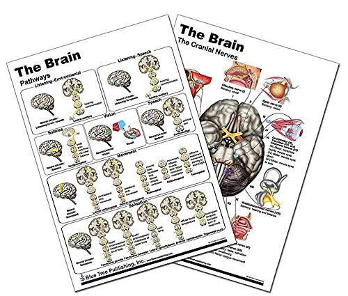 Brain Anatomical Chart