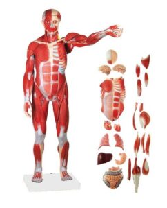 wellden product anatomical human muscular figure model, 27-part, 1/2 life size, numbered