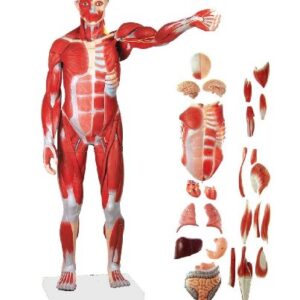 Wellden Product Anatomical Human Muscular Figure Model, 27-part, 1/2 Life Size, Numbered