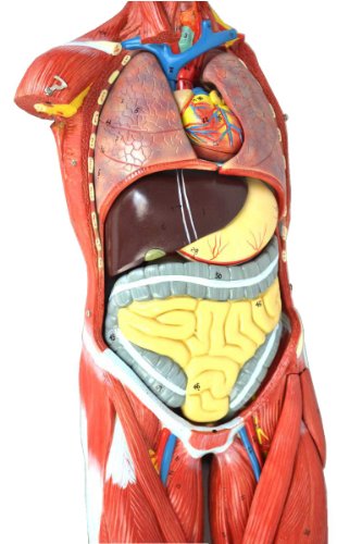 Wellden Product Anatomical Human Muscular Figure Model, 27-part, 1/2 Life Size, Numbered