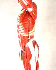 Wellden Product Anatomical Human Muscular Figure Model, 27-part, 1/2 Life Size, Numbered